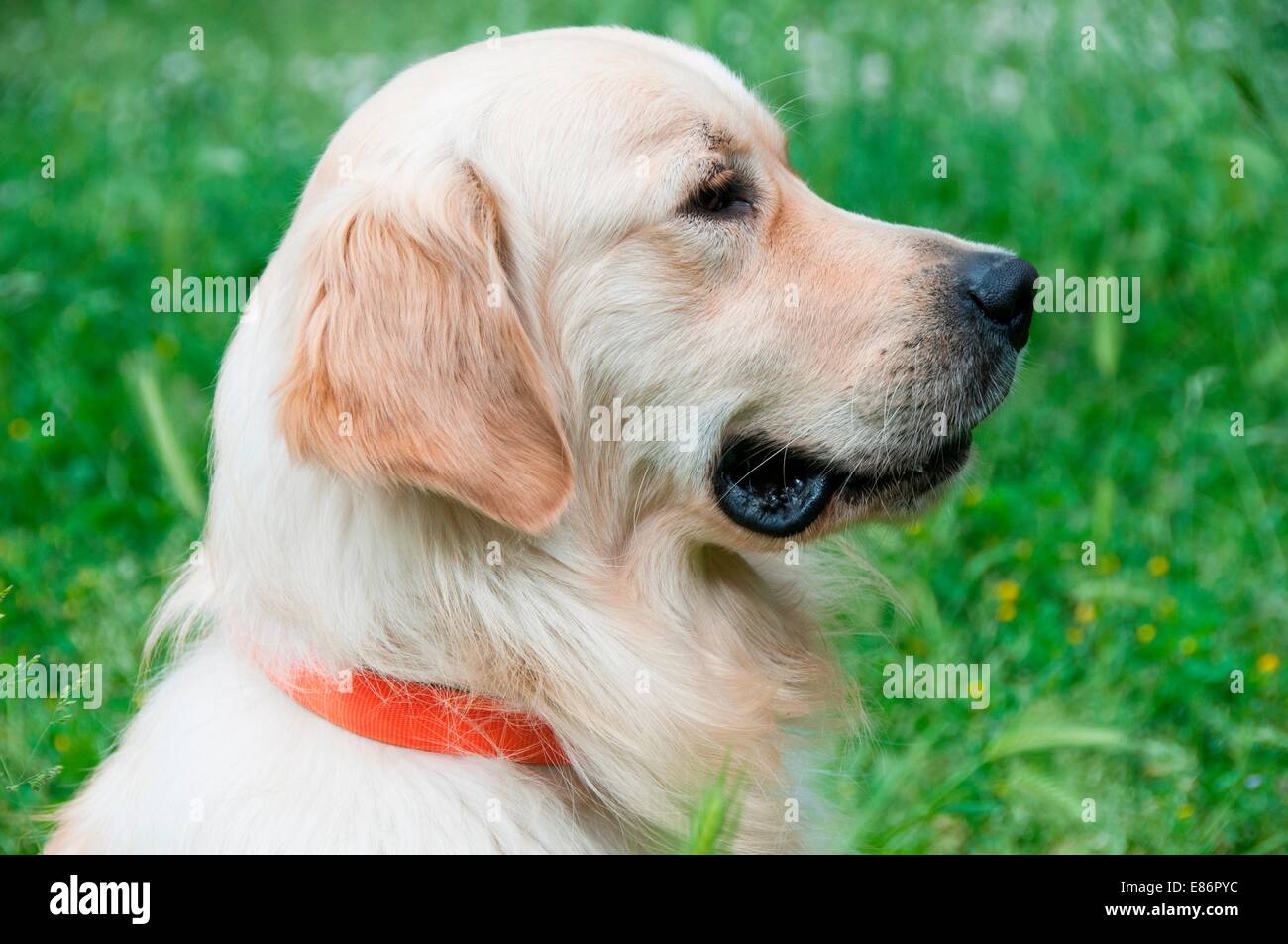 A close-up of a golden retriever Stock Photo - Alamy