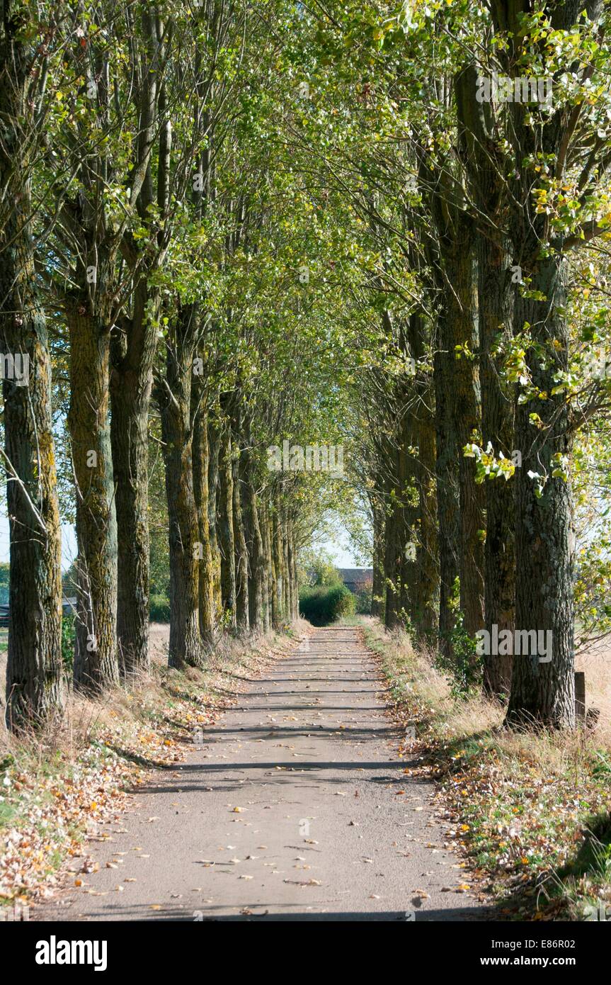 A wooded path Stock Photo - Alamy