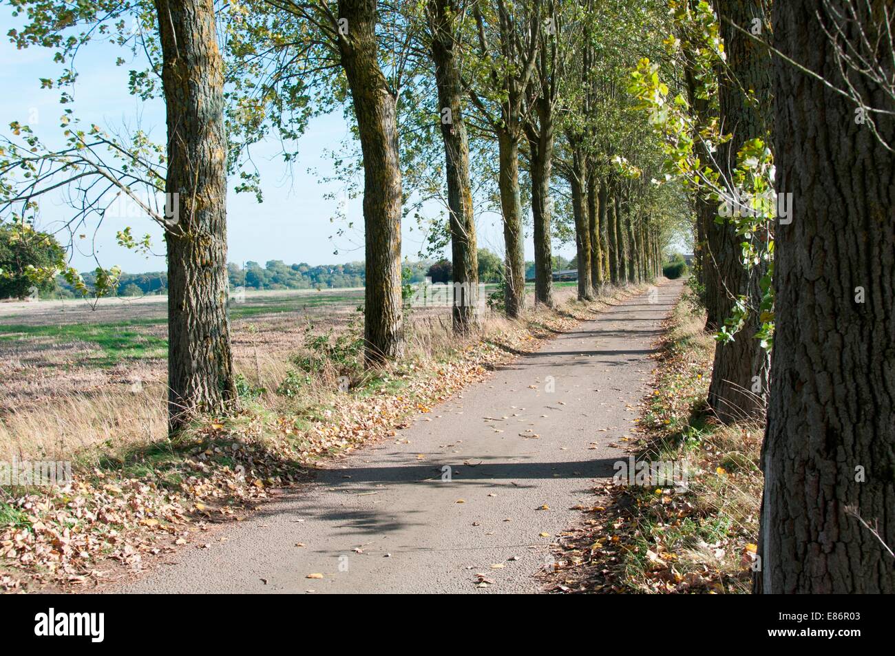 A wooded path Stock Photo - Alamy