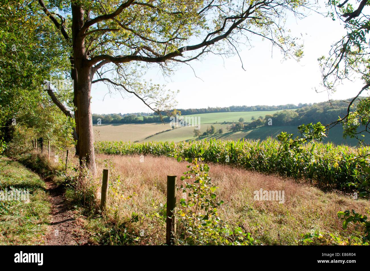 A wooded path Stock Photo - Alamy