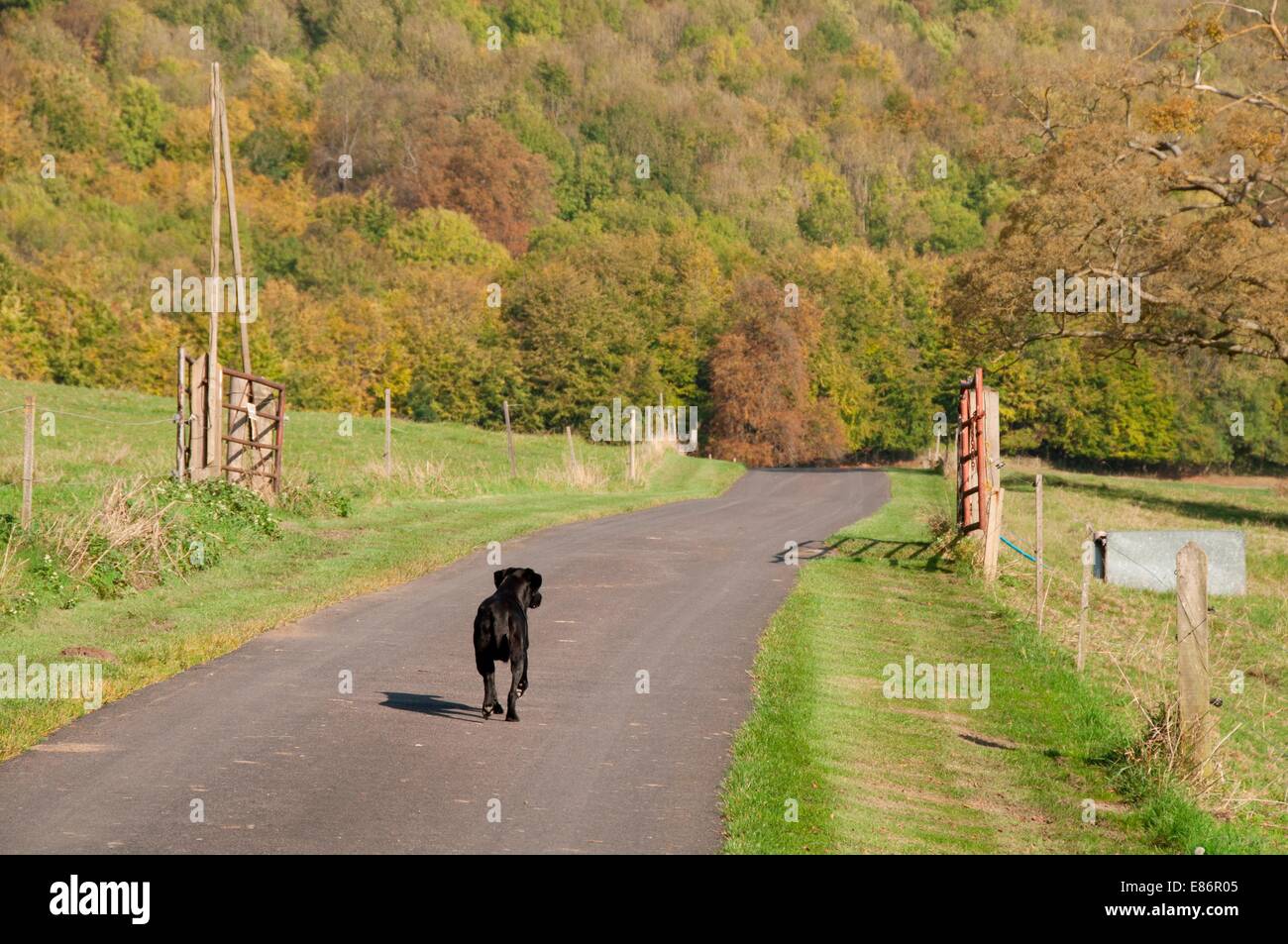 A dog walking on a road Stock Photo - Alamy