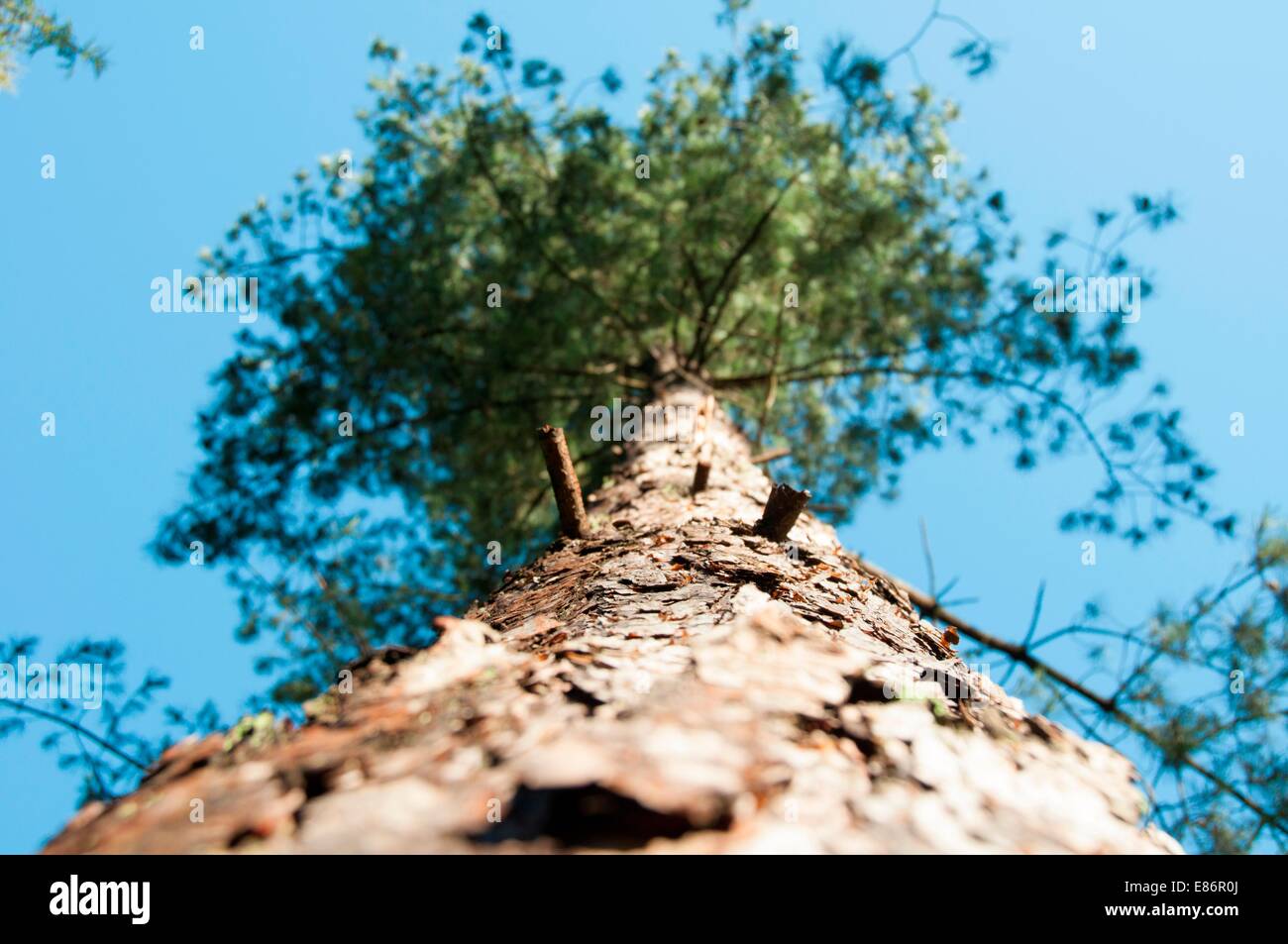 A unique angle looking up a tree Stock Photo - Alamy