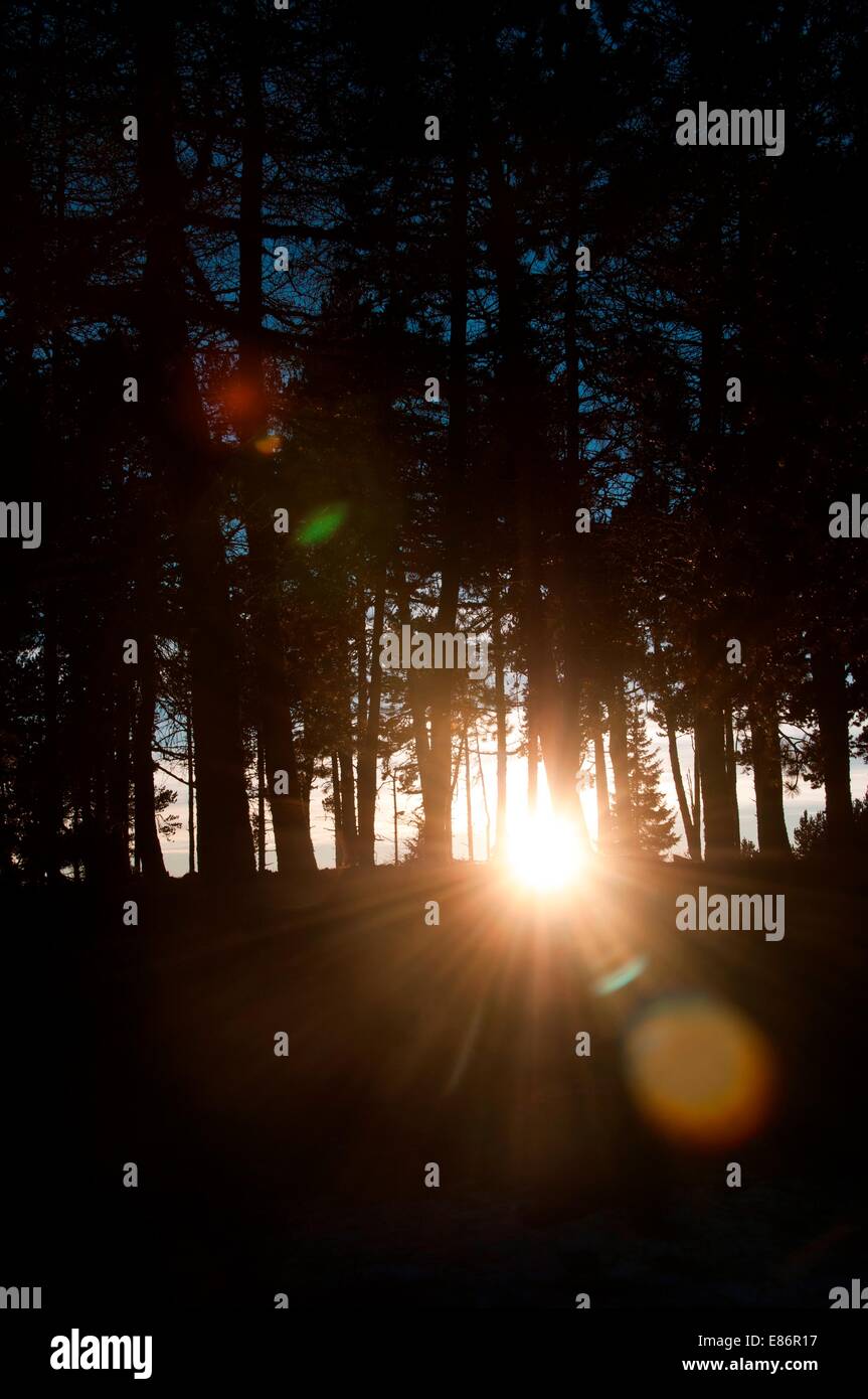 A forest at sunset Stock Photo - Alamy