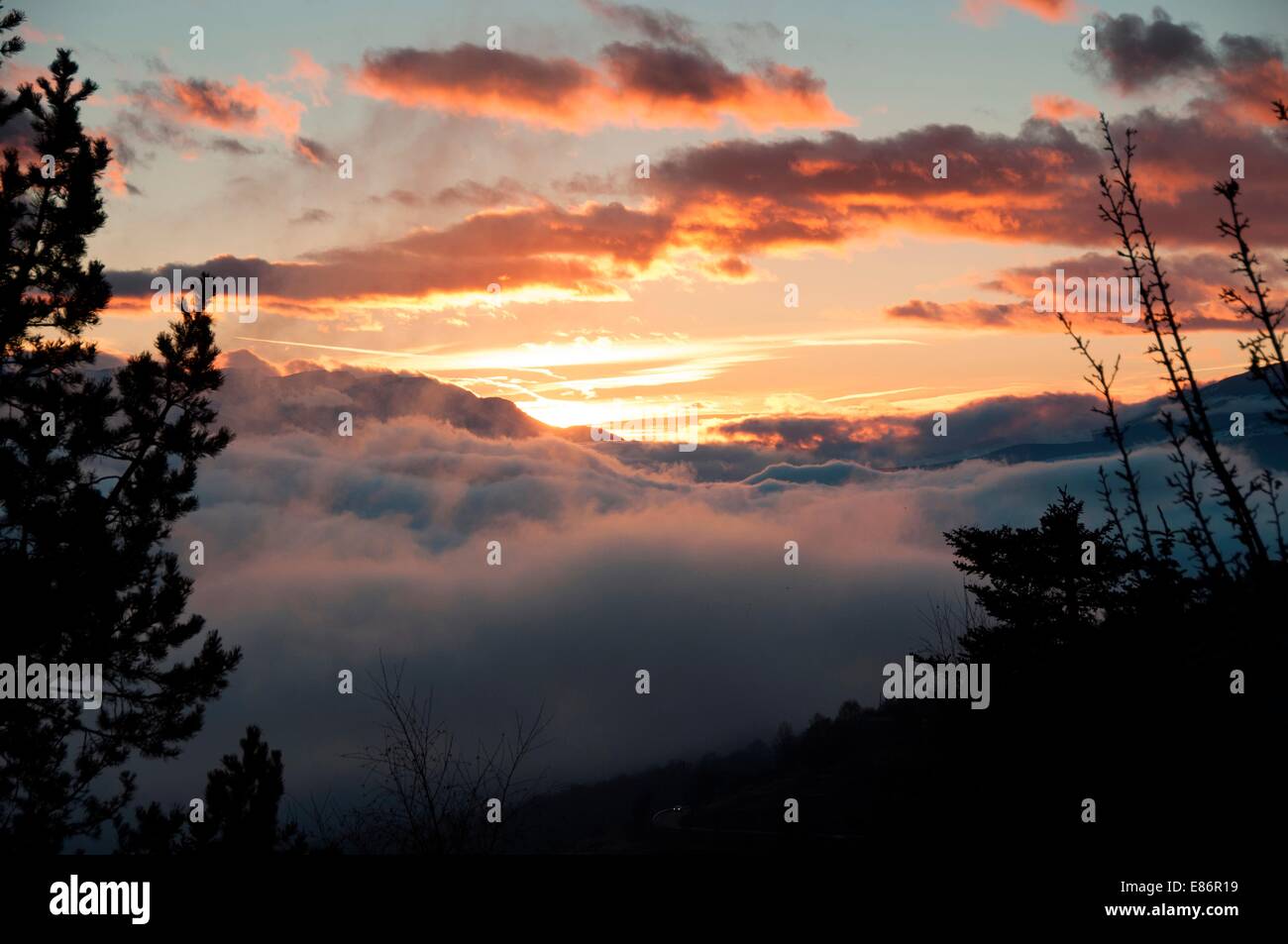 A forest at sunset Stock Photo - Alamy