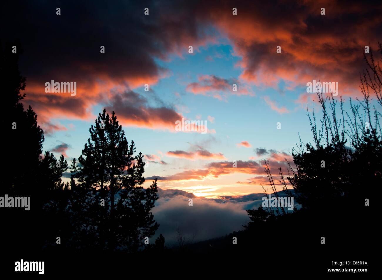 A forest at sunset Stock Photo - Alamy