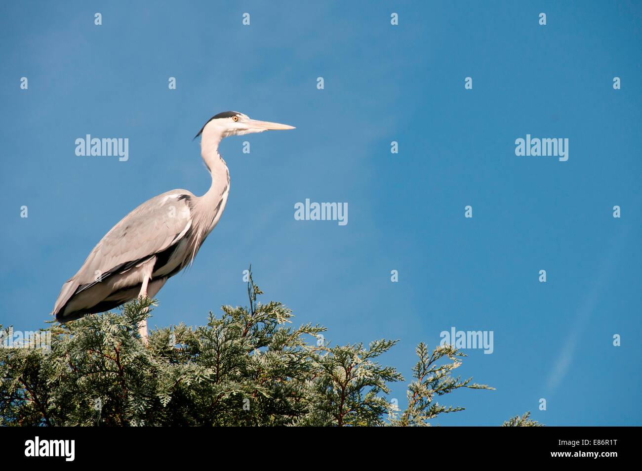 A heron in a tree Stock Photo - Alamy