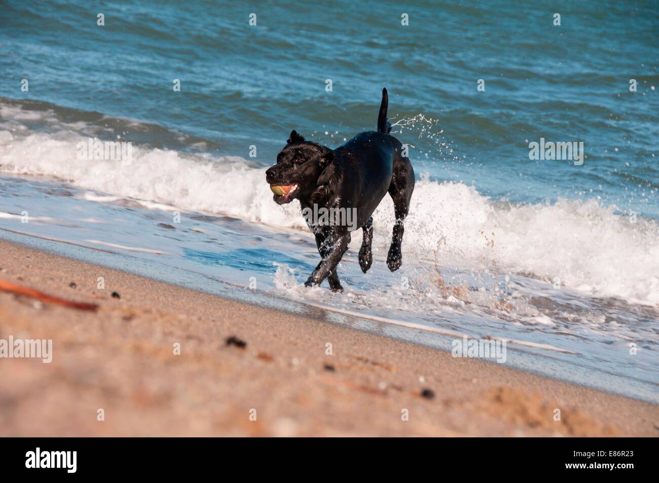 Black labrador in the surf hi-res stock photography and images - Alamy