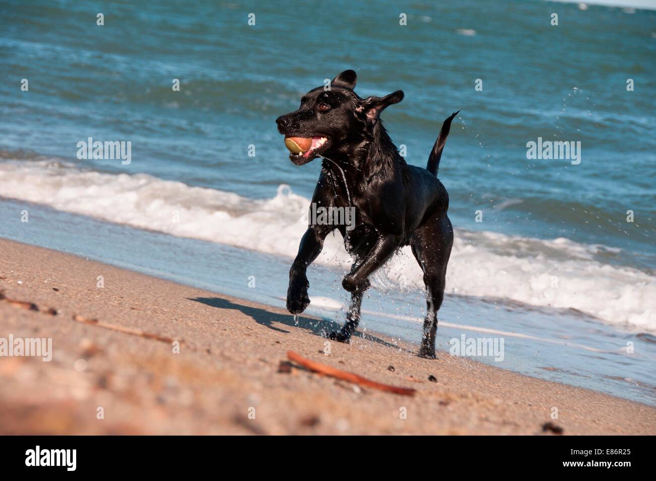 Black labrador in the surf hi-res stock photography and images - Alamy
