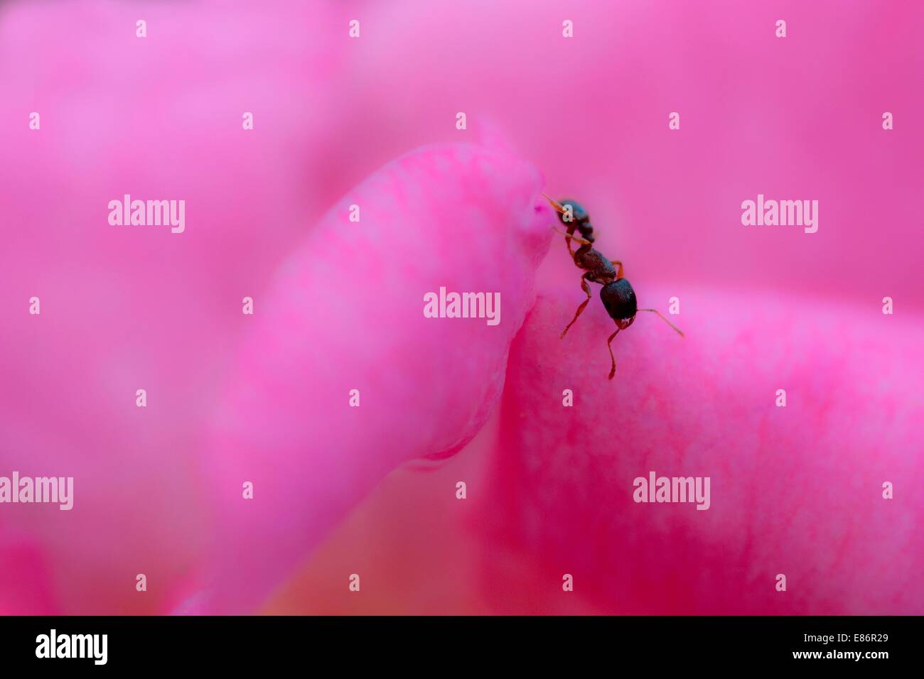 A single ant on a flower Stock Photo - Alamy