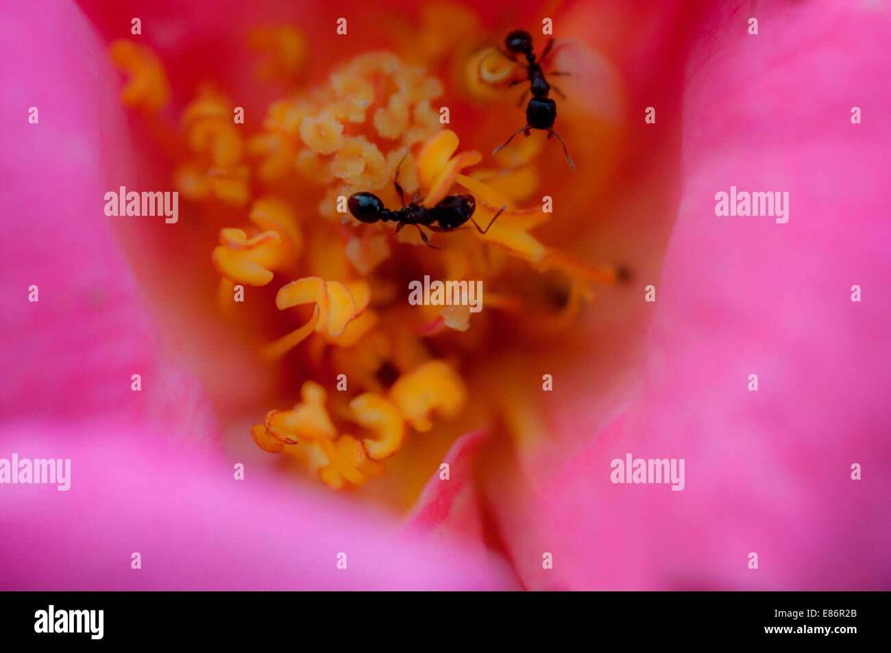 ants inside a flower Stock Photo - Alamy
