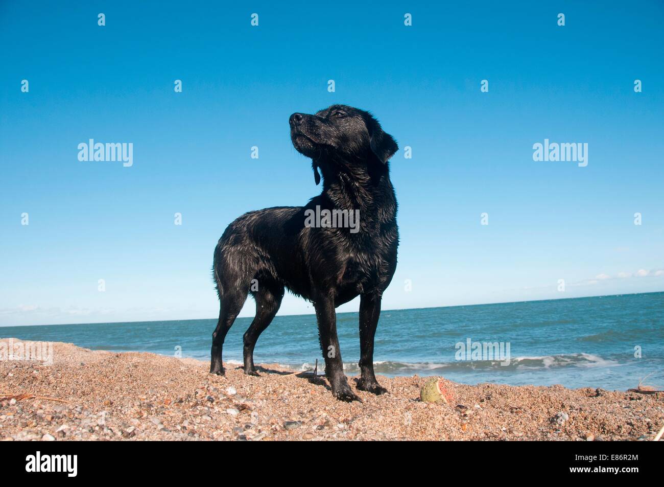 Black labrador retriever sniffing hi-res stock photography and images ...