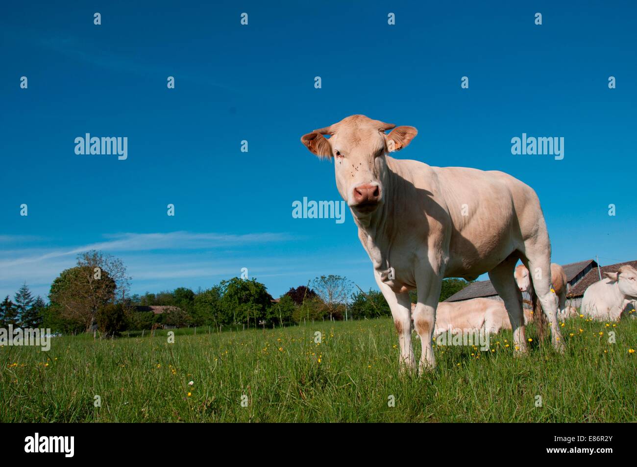 Cattle in a field Stock Photo - Alamy