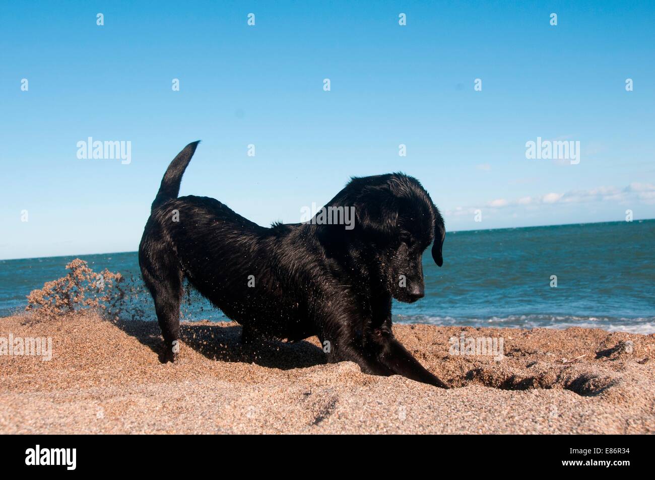 Black labrador dig hi-res stock photography and images - Alamy
