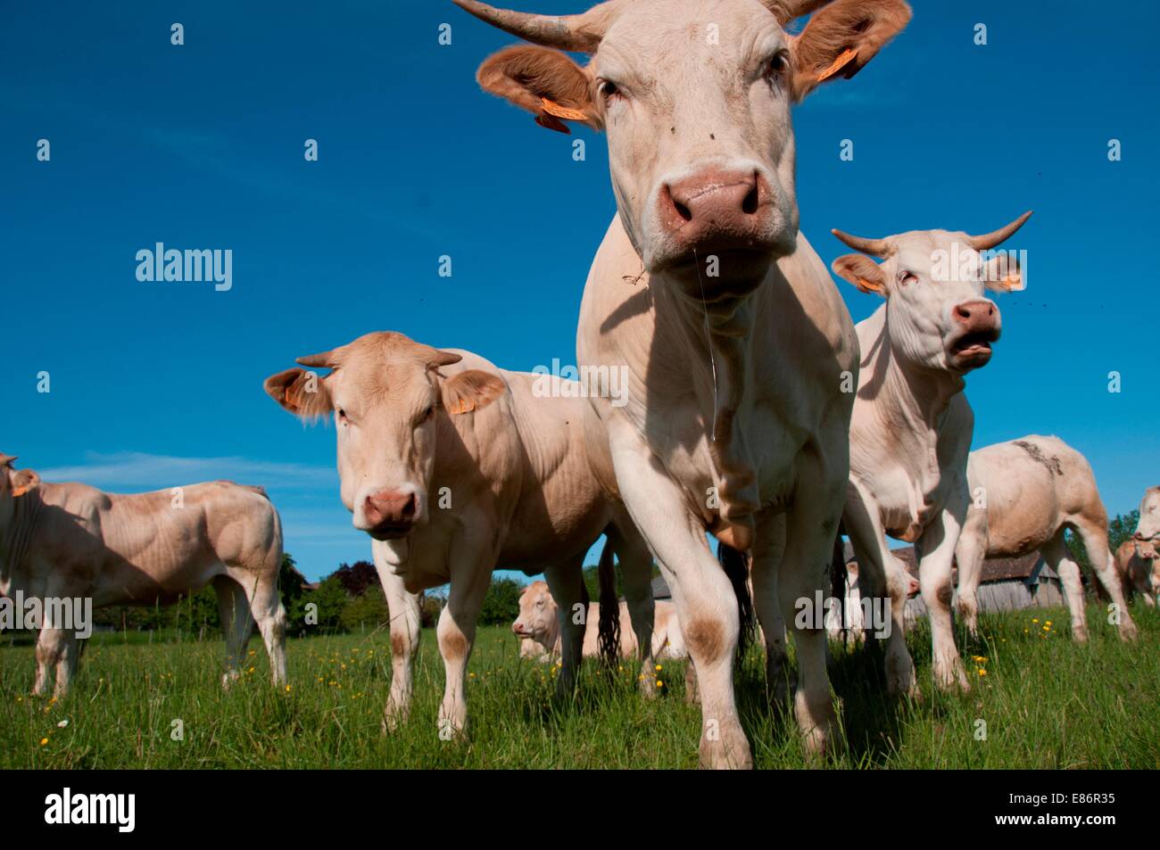 Cattle in a field Stock Photo - Alamy