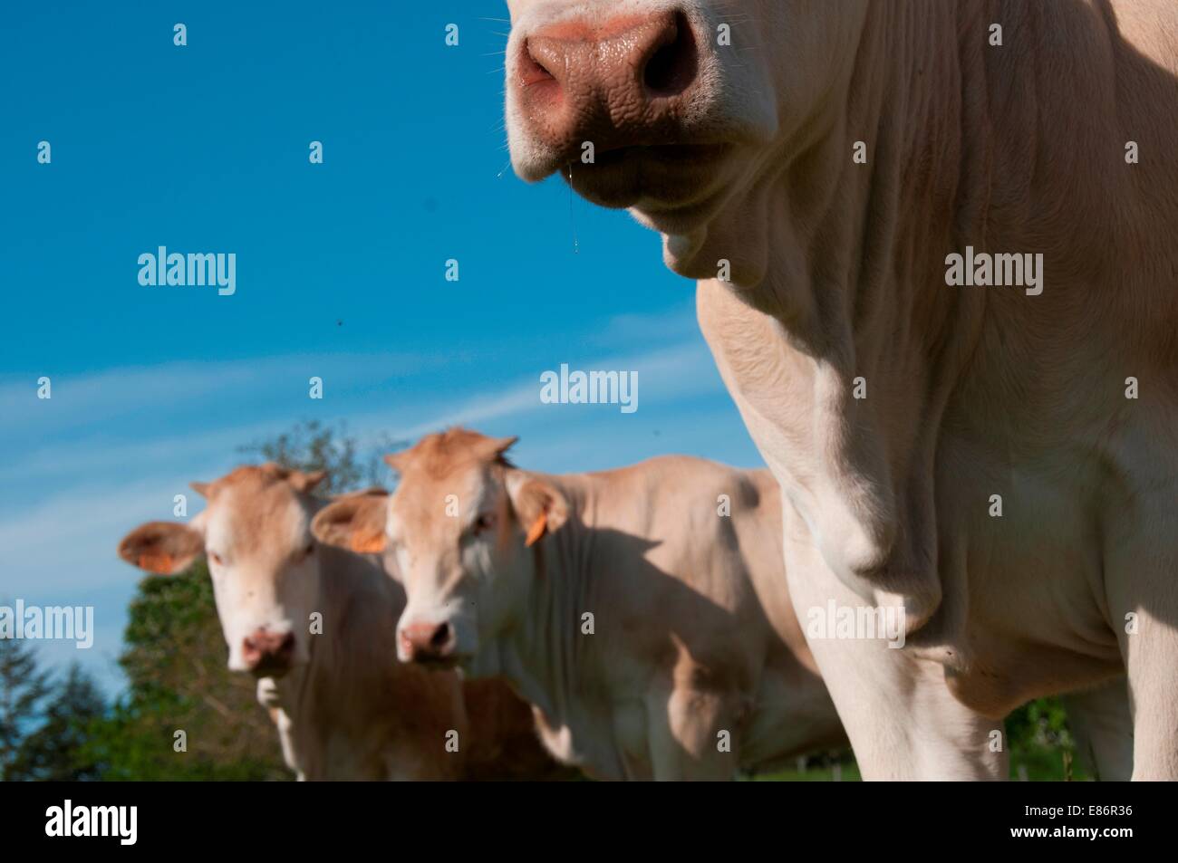 Cattle in a field Stock Photo - Alamy