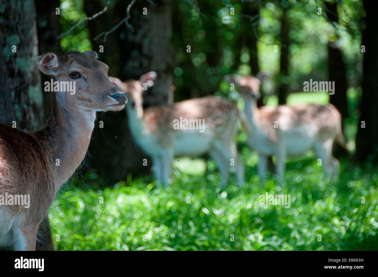 Fallow deer in a woodlands Stock Photo - Alamy