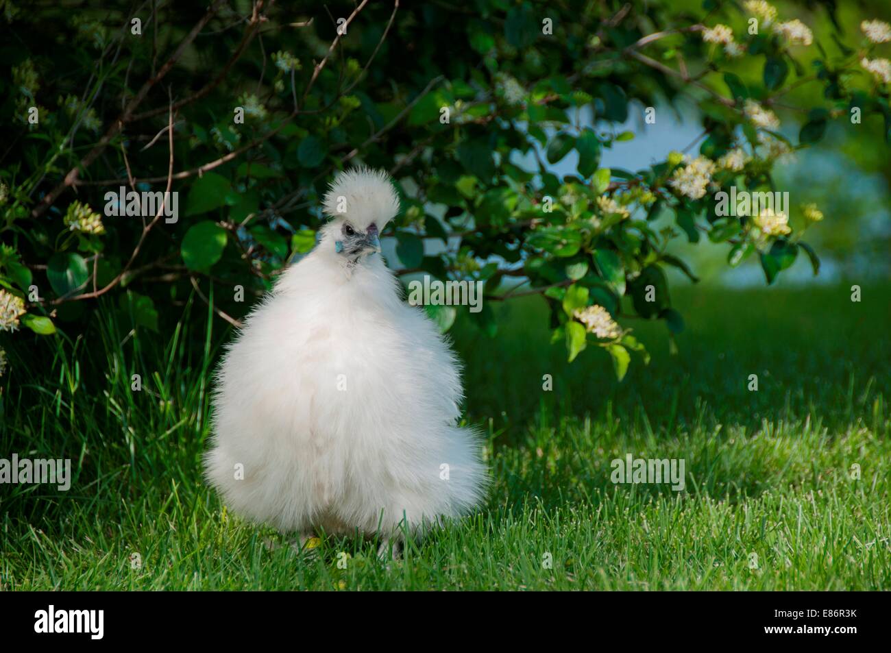 A fluffy chicken Stock Photo - Alamy