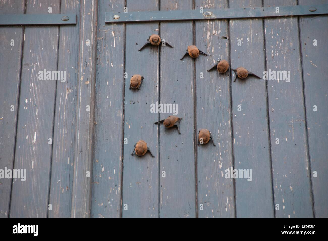Bats on some window shutters Stock Photo - Alamy