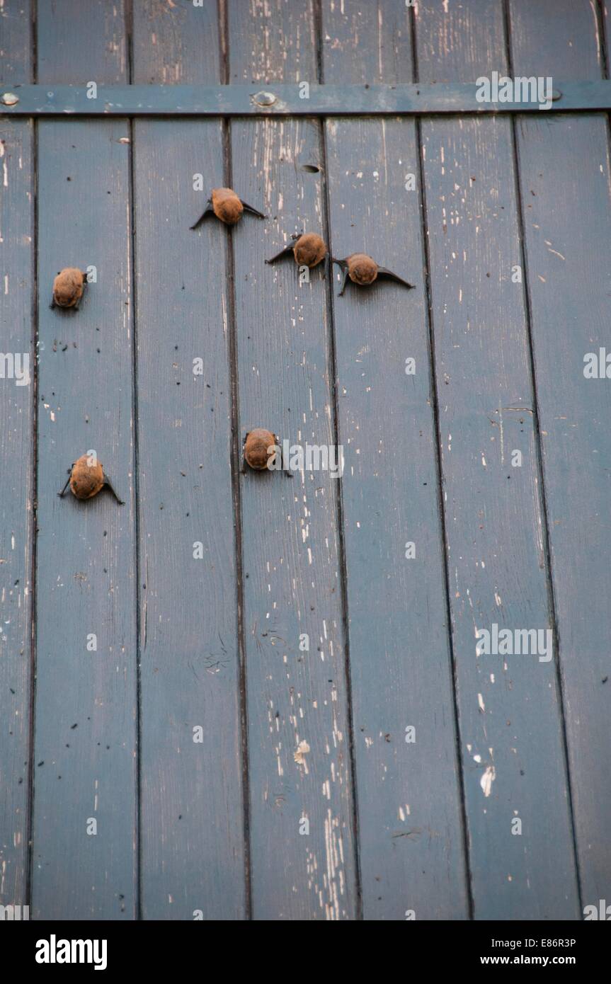 Bats on some window shutters Stock Photo - Alamy
