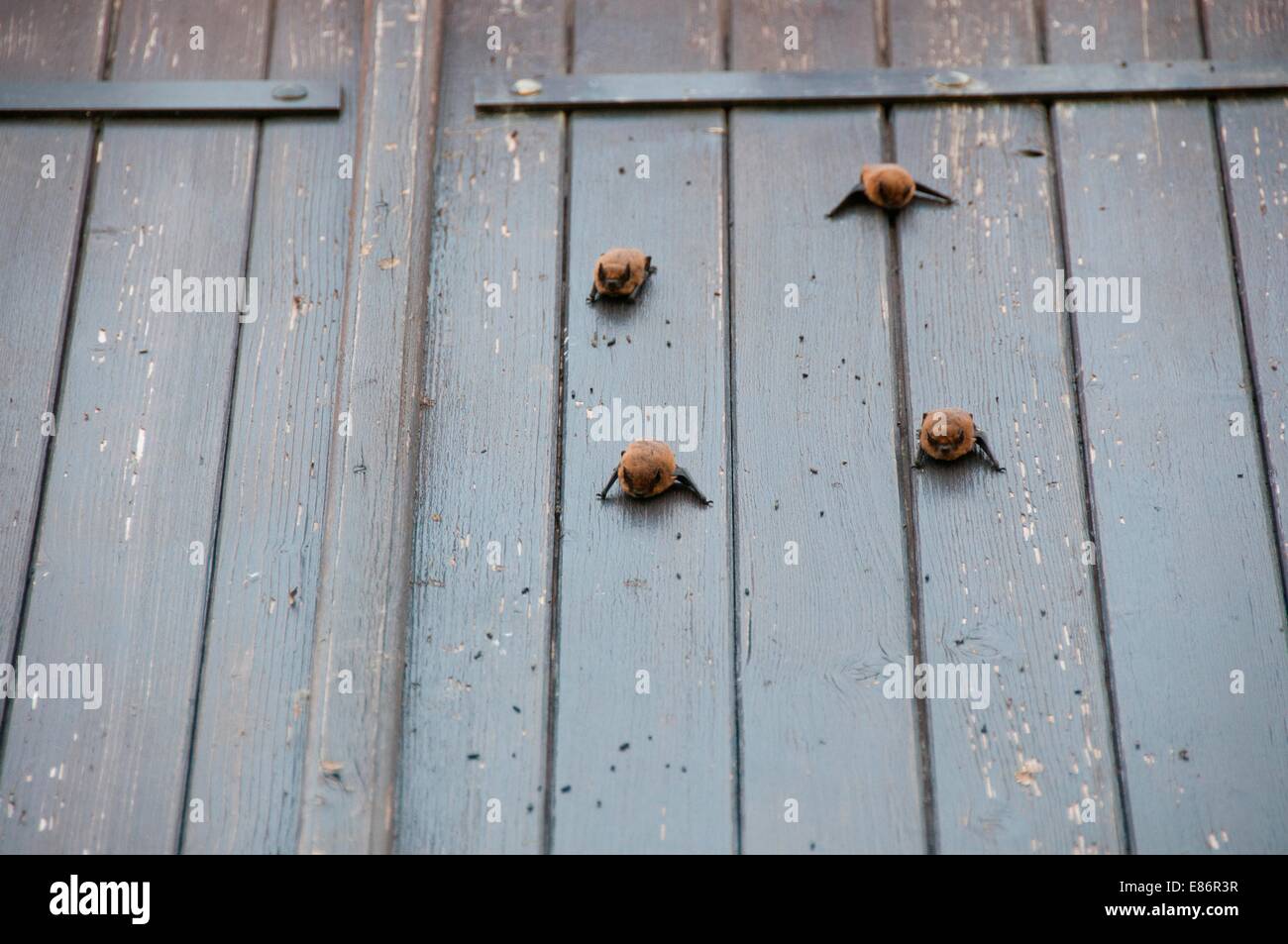 Bats on some window shutters Stock Photo - Alamy