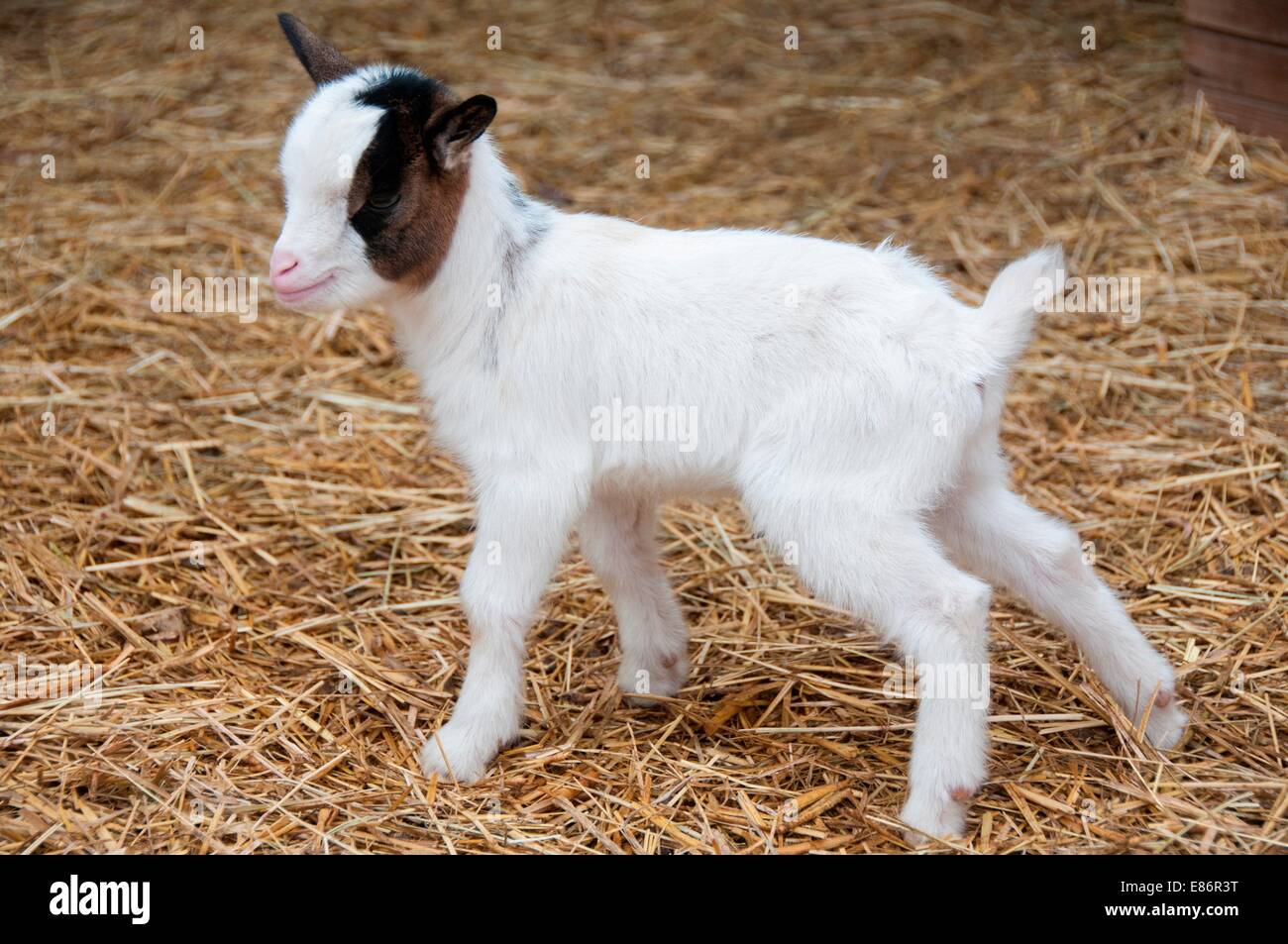 Goat kids standing on hi-res stock photography and images - Alamy