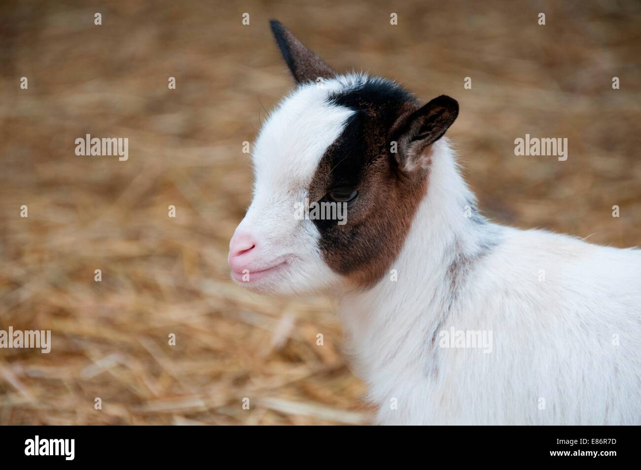 A baby goat on a far Stock Photo - Alamy