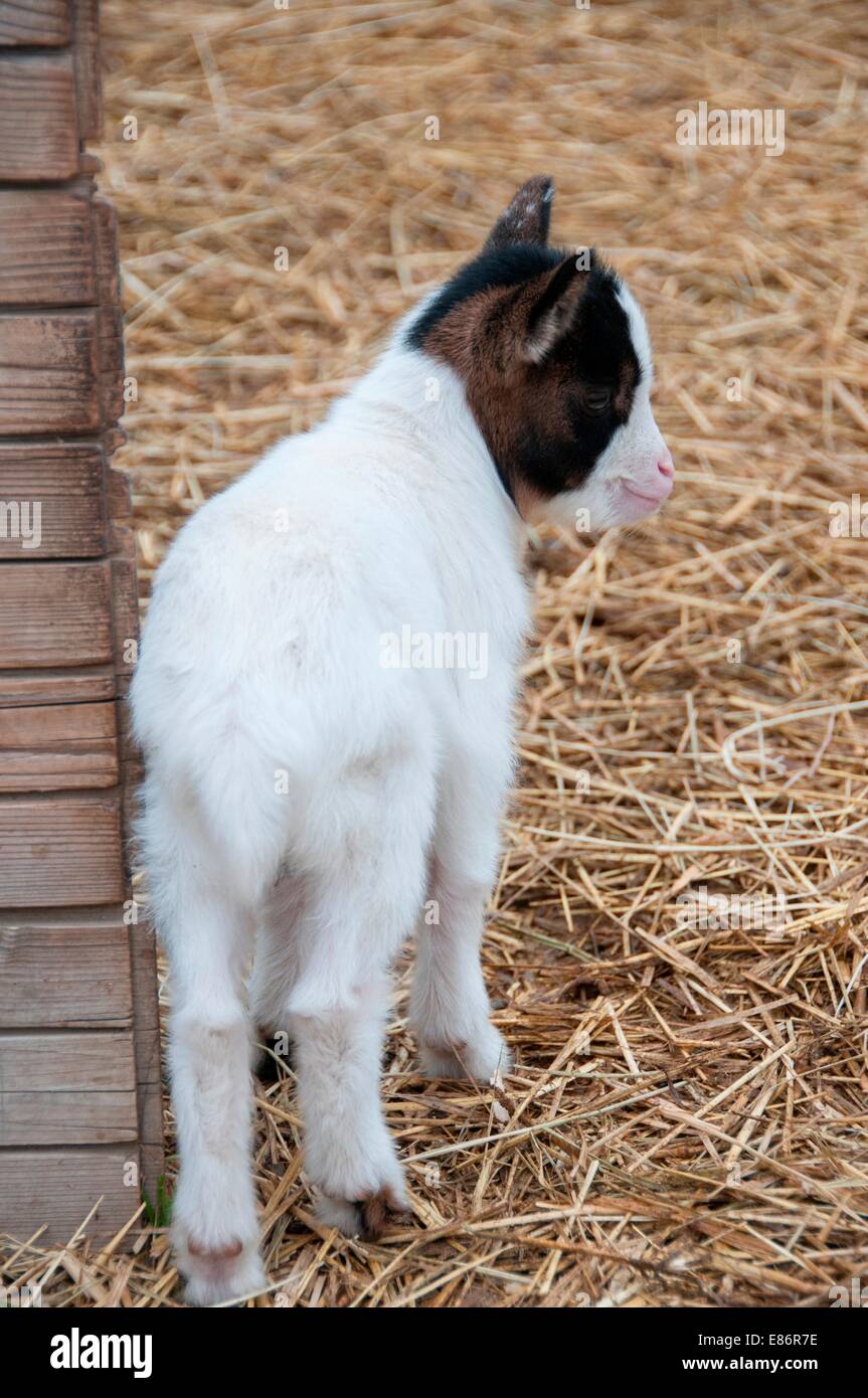 A baby goat on a far Stock Photo - Alamy