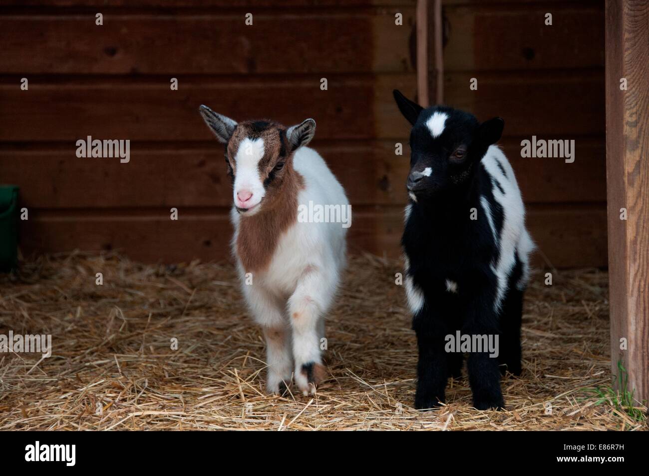 A baby goat on a far Stock Photo - Alamy