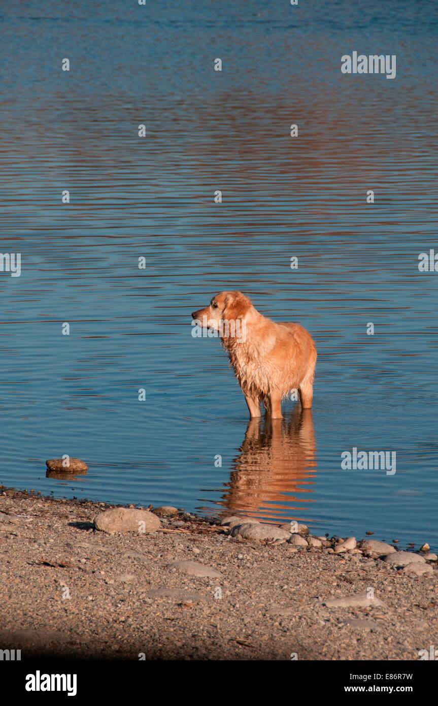 A golden retriever in the water Stock Photo - Alamy