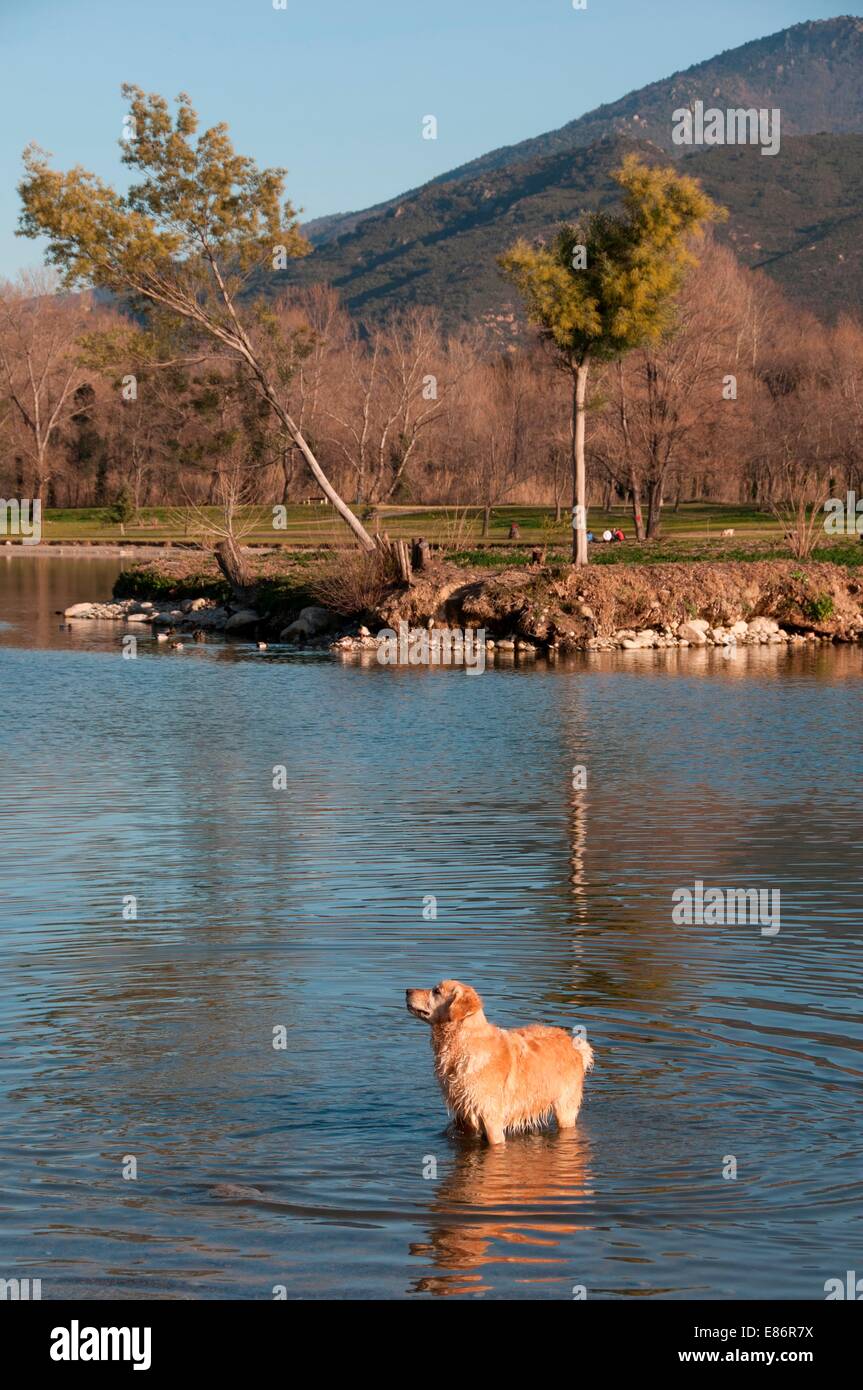 A golden retriever in the water Stock Photo - Alamy