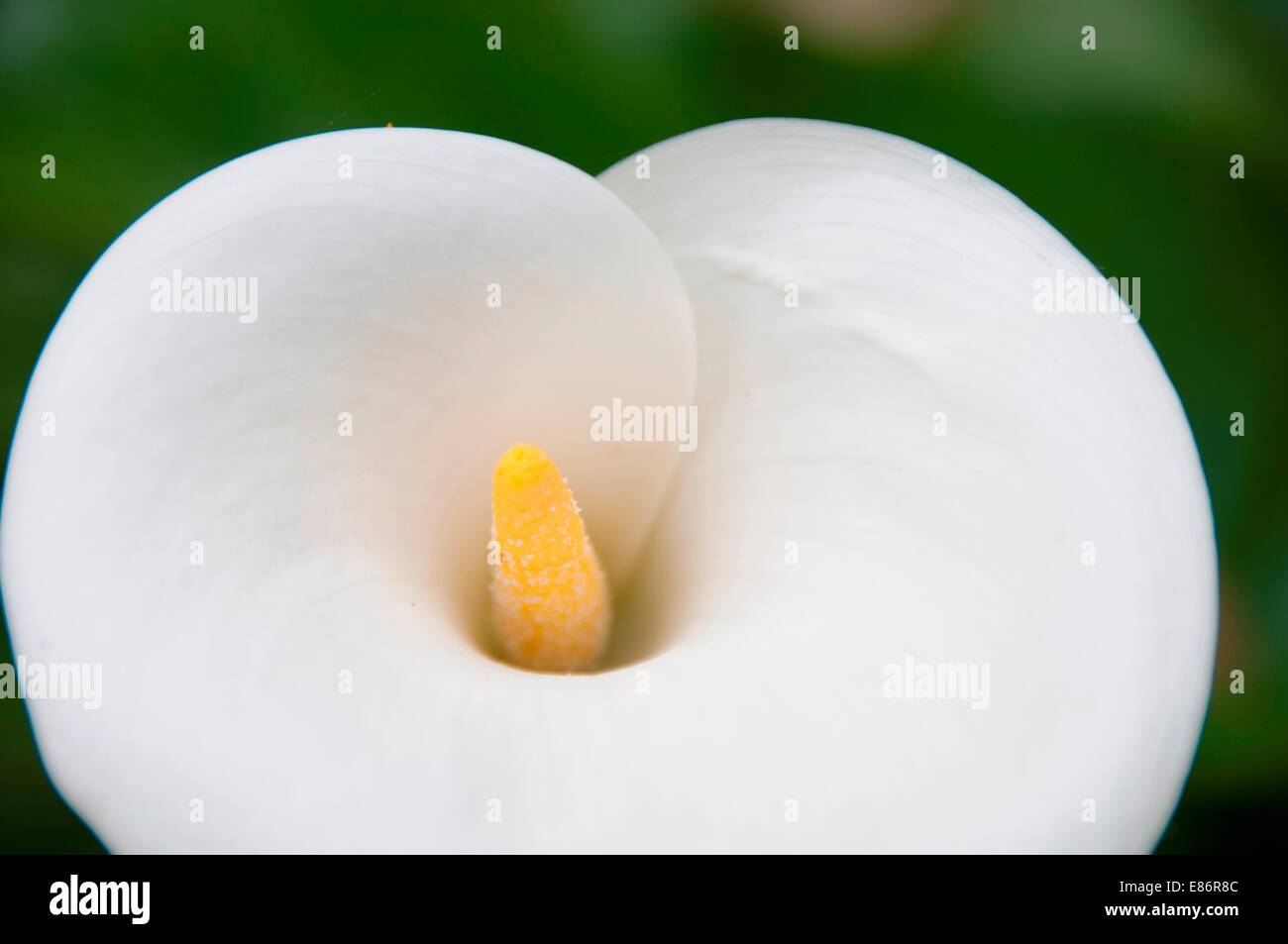 A close-up of a lilly Stock Photo - Alamy