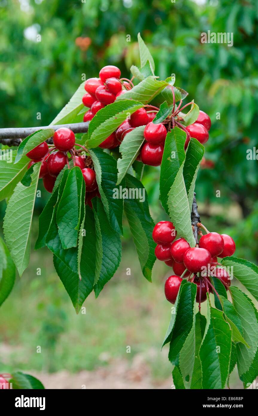 A cherry tree Stock Photo - Alamy