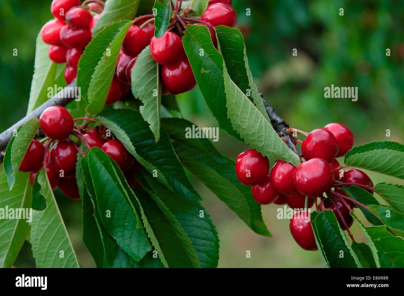 A cherry tree Stock Photo - Alamy