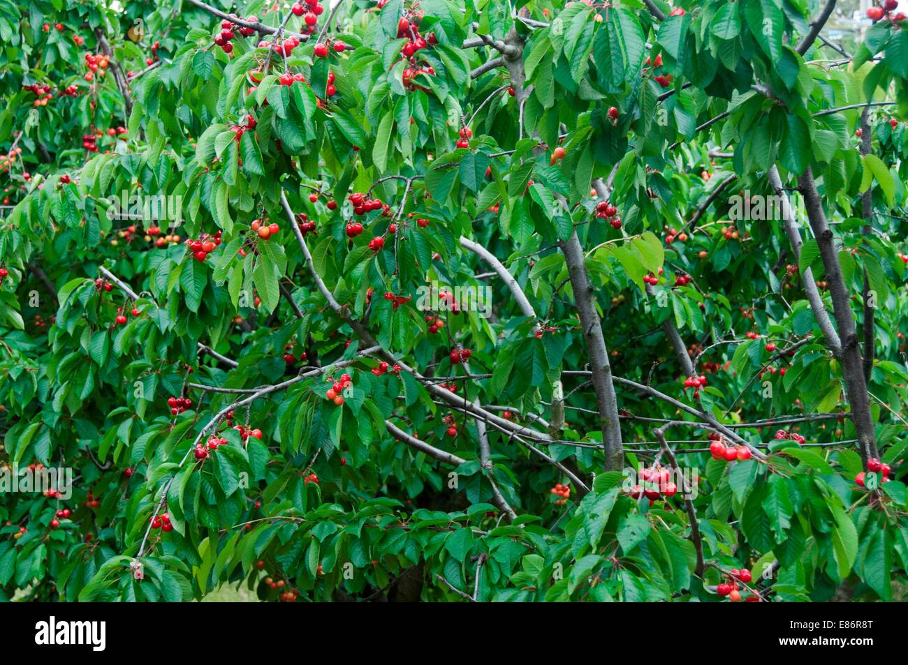 A cherry tree Stock Photo - Alamy