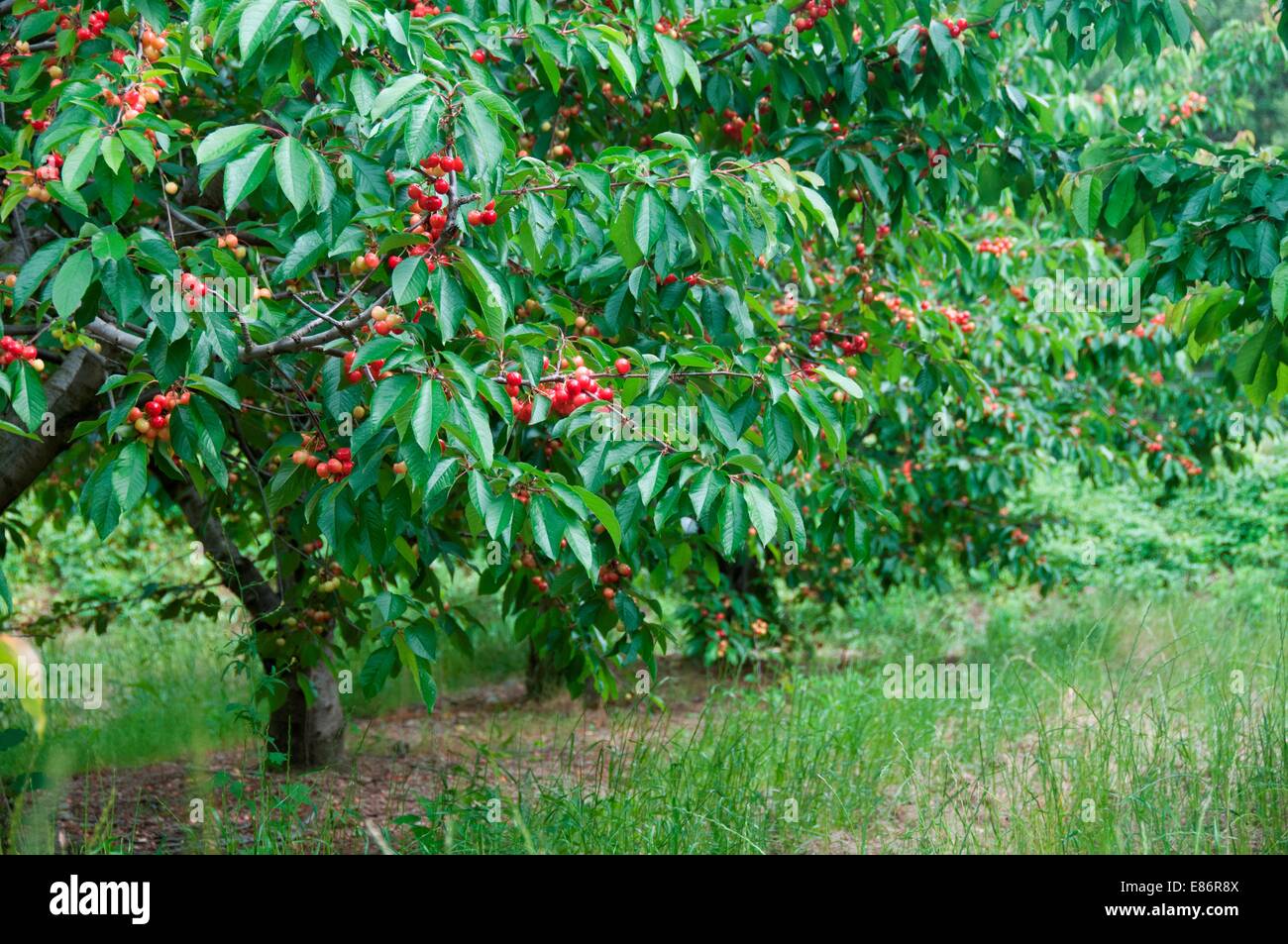 Fuit trees hi-res stock photography and images - Alamy