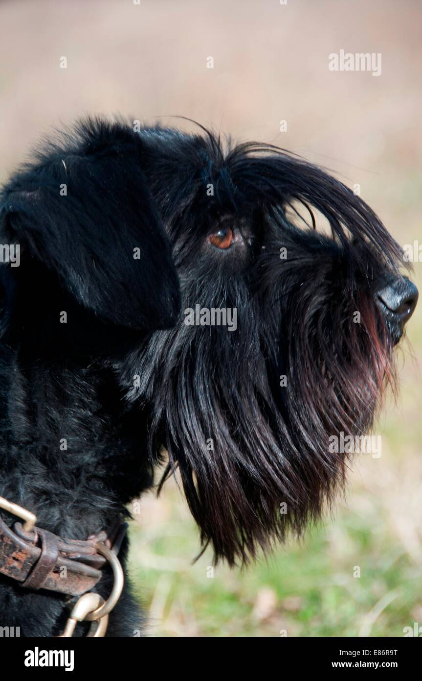 A Schnauzer sitting Stock Photo - Alamy