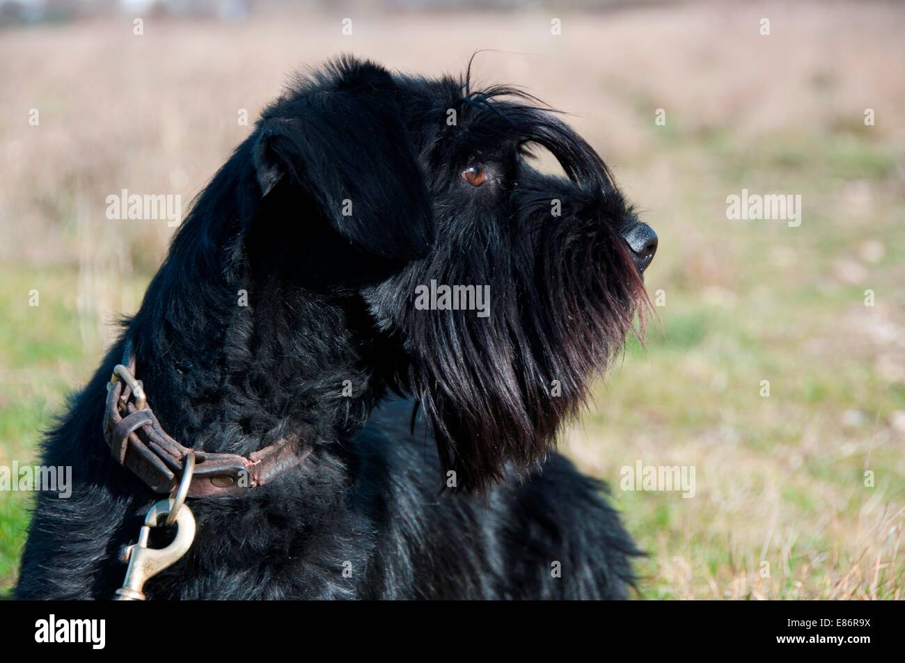 A Schnauzer sitting Stock Photo - Alamy