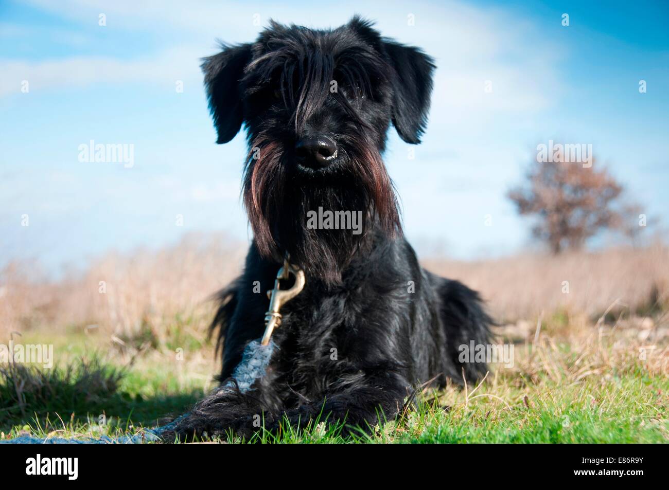 A Schnauzer sitting Stock Photo - Alamy