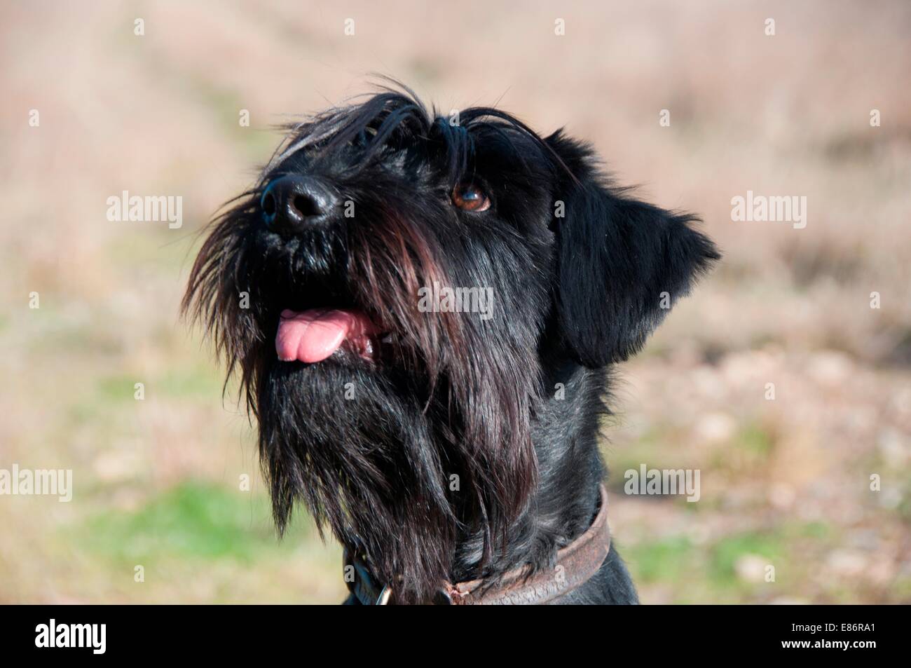 Medium schnauzer hi-res stock photography and images - Alamy