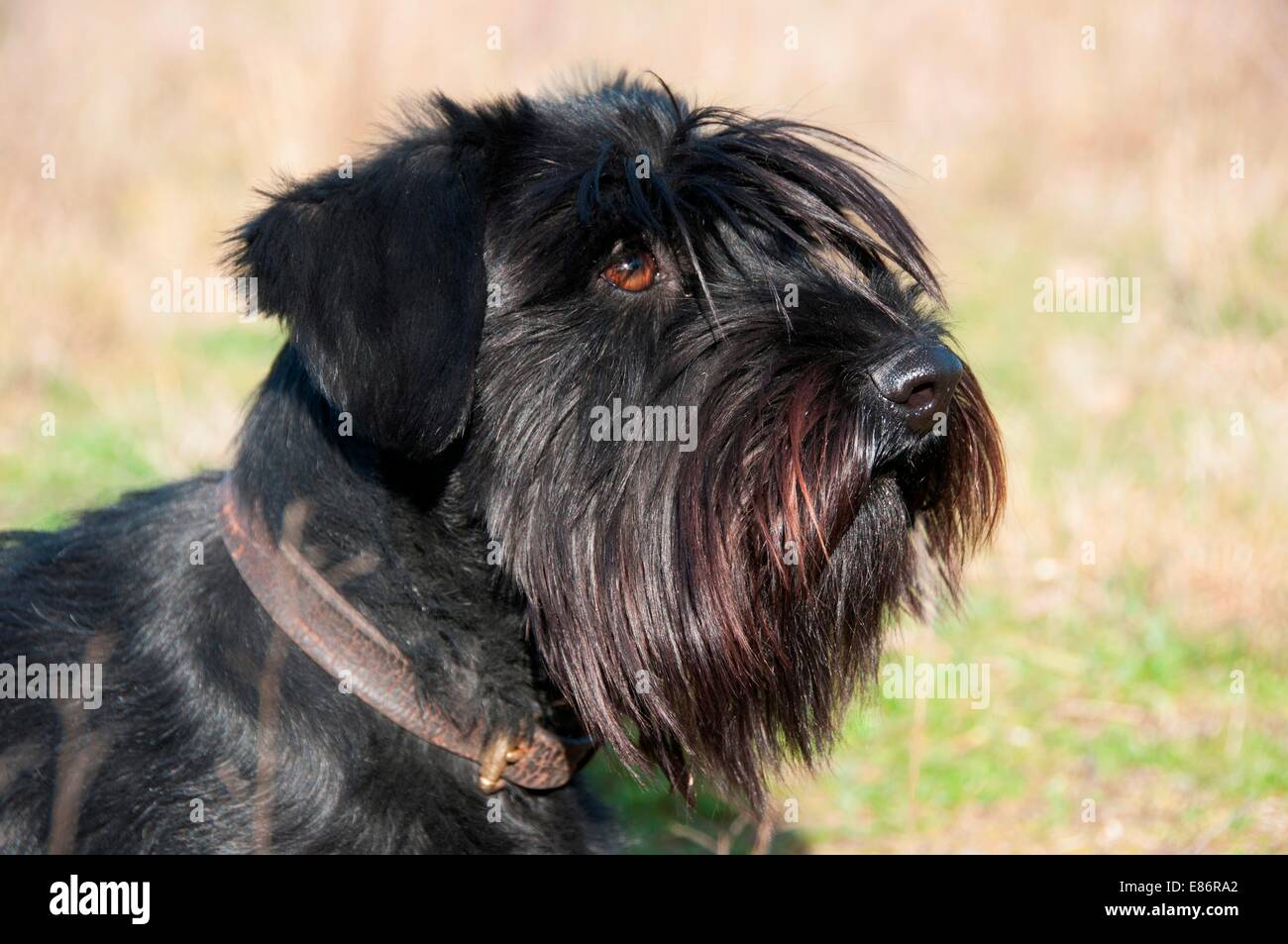 A Schnauzer sitting Stock Photo - Alamy