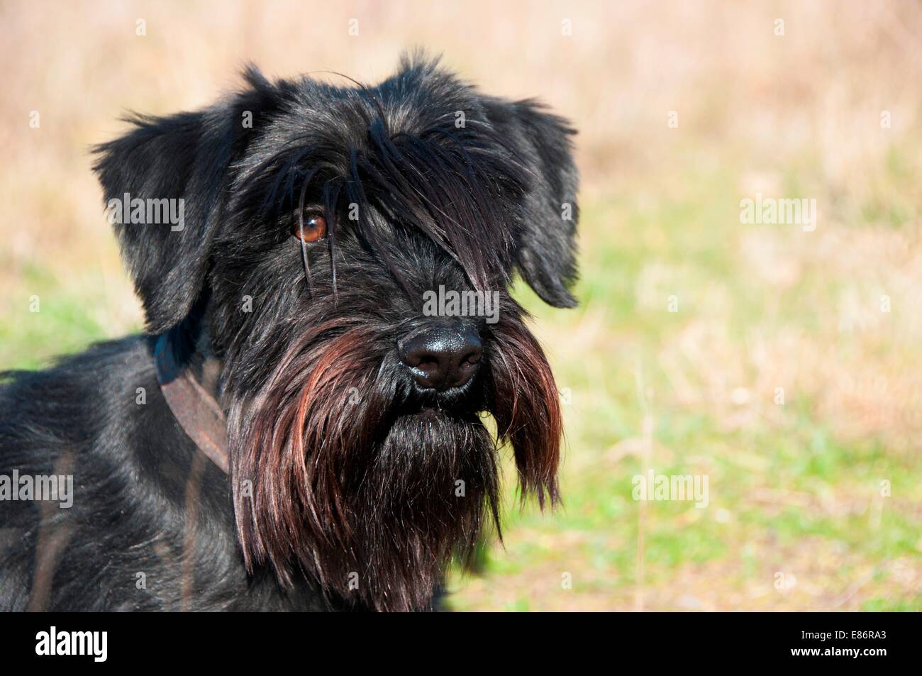 Medium schnauzer hi-res stock photography and images - Alamy