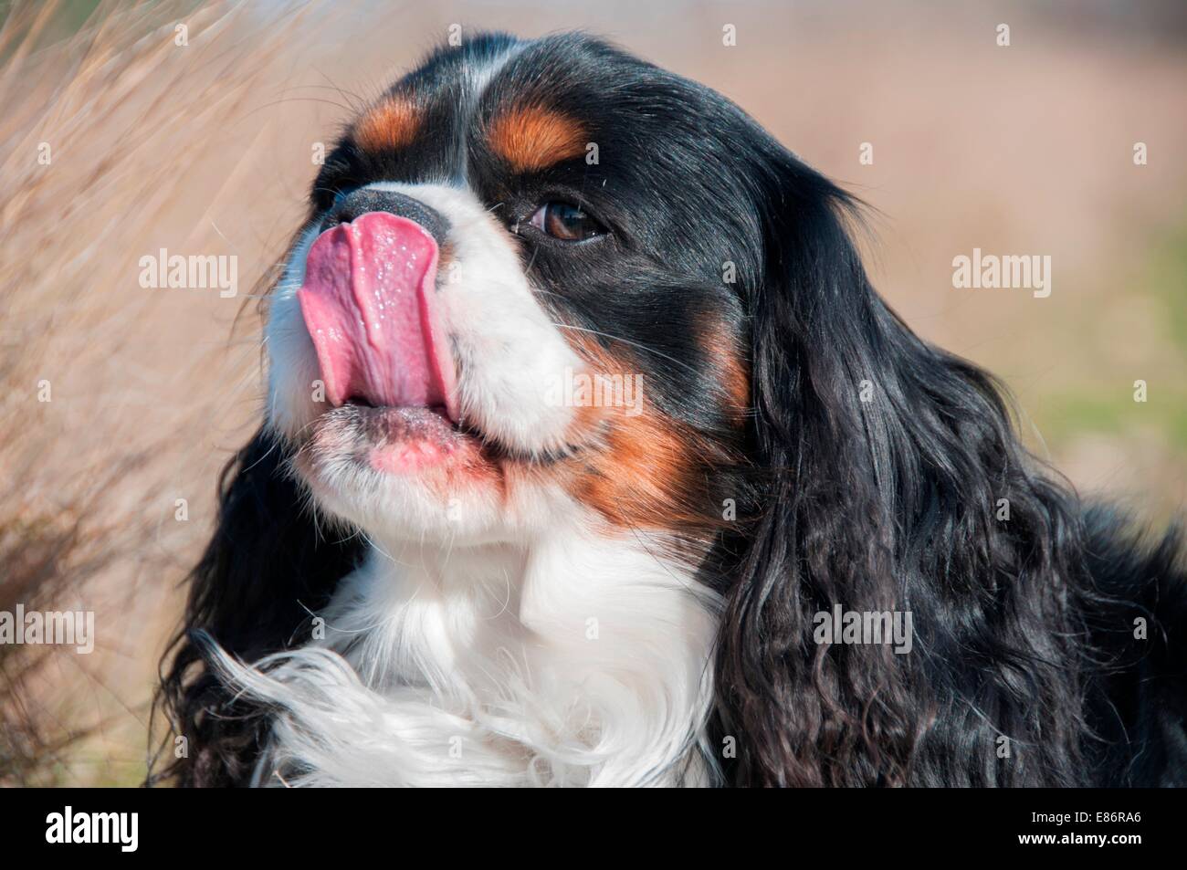 A spaniel sitting Stock Photo - Alamy