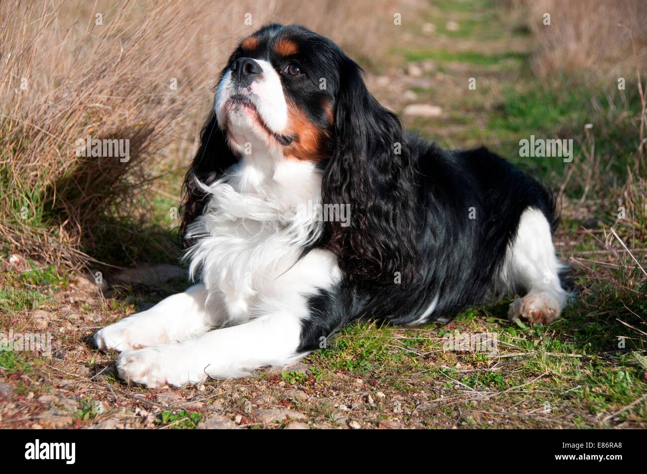 A spaniel sitting Stock Photo - Alamy
