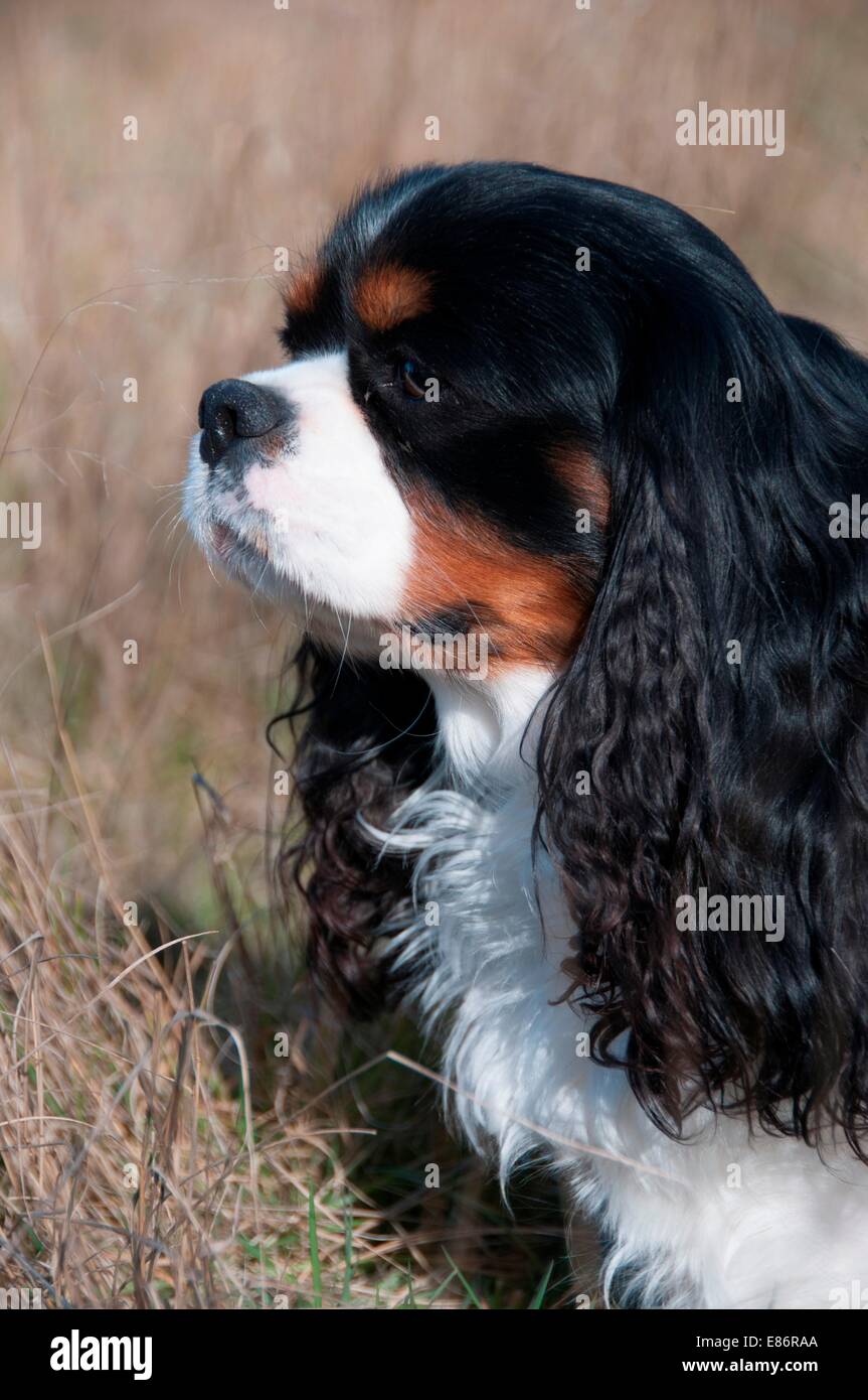 A spaniel sitting Stock Photo - Alamy