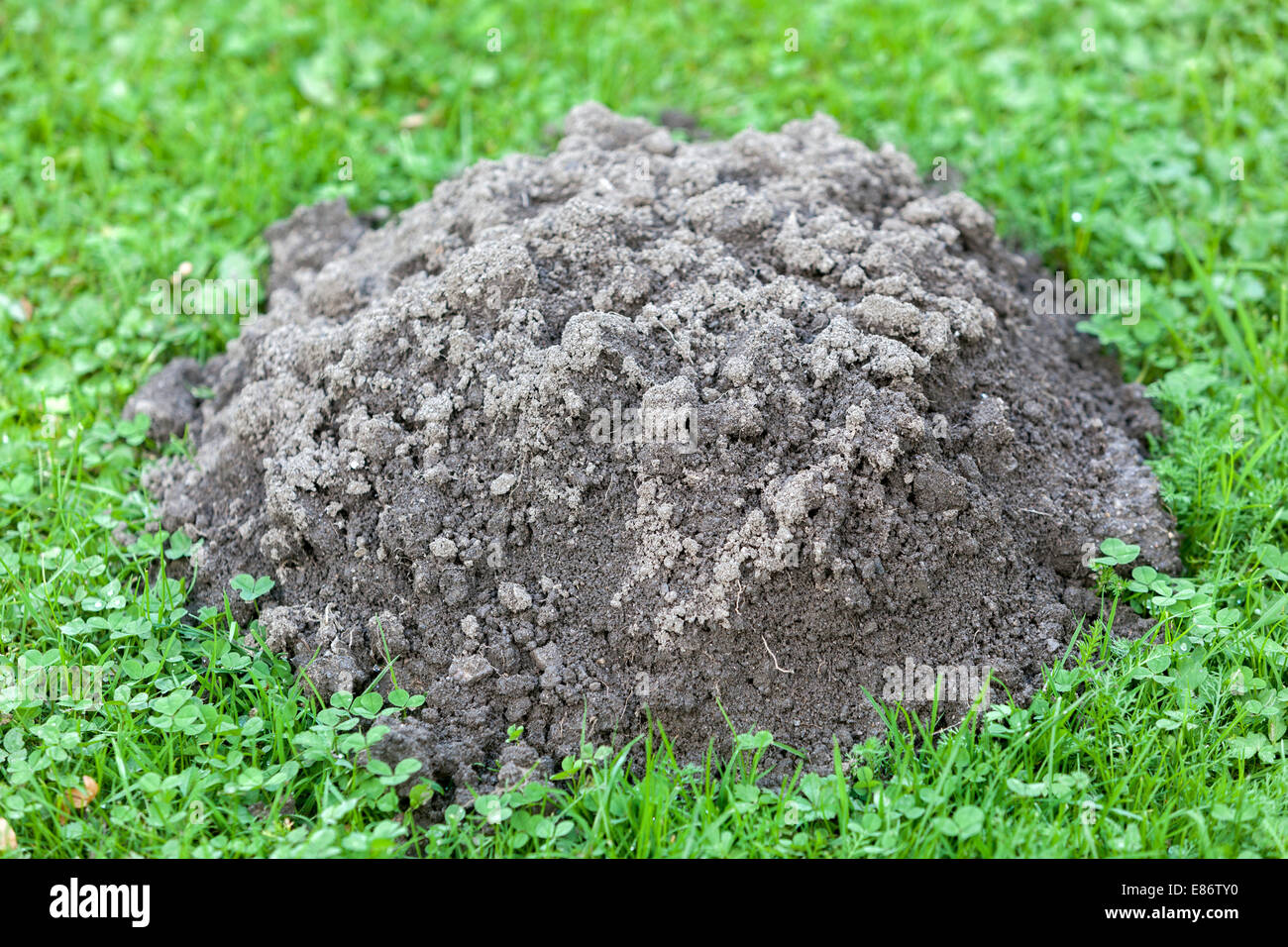 Loam soil hi-res stock photography and images - Alamy