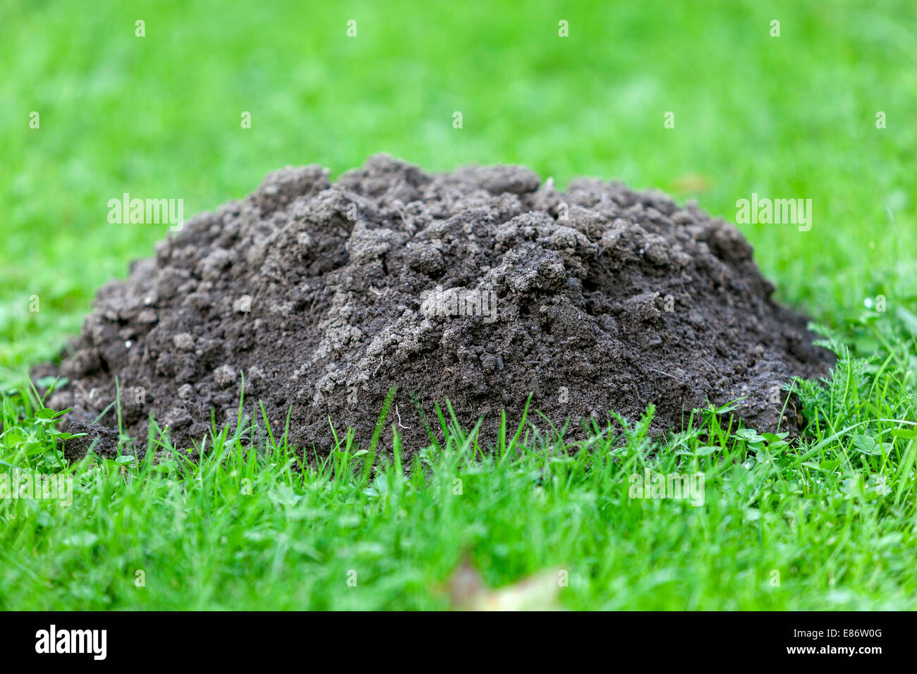 The fresh garden molehill lawn grass meadow Stock Photo - Alamy