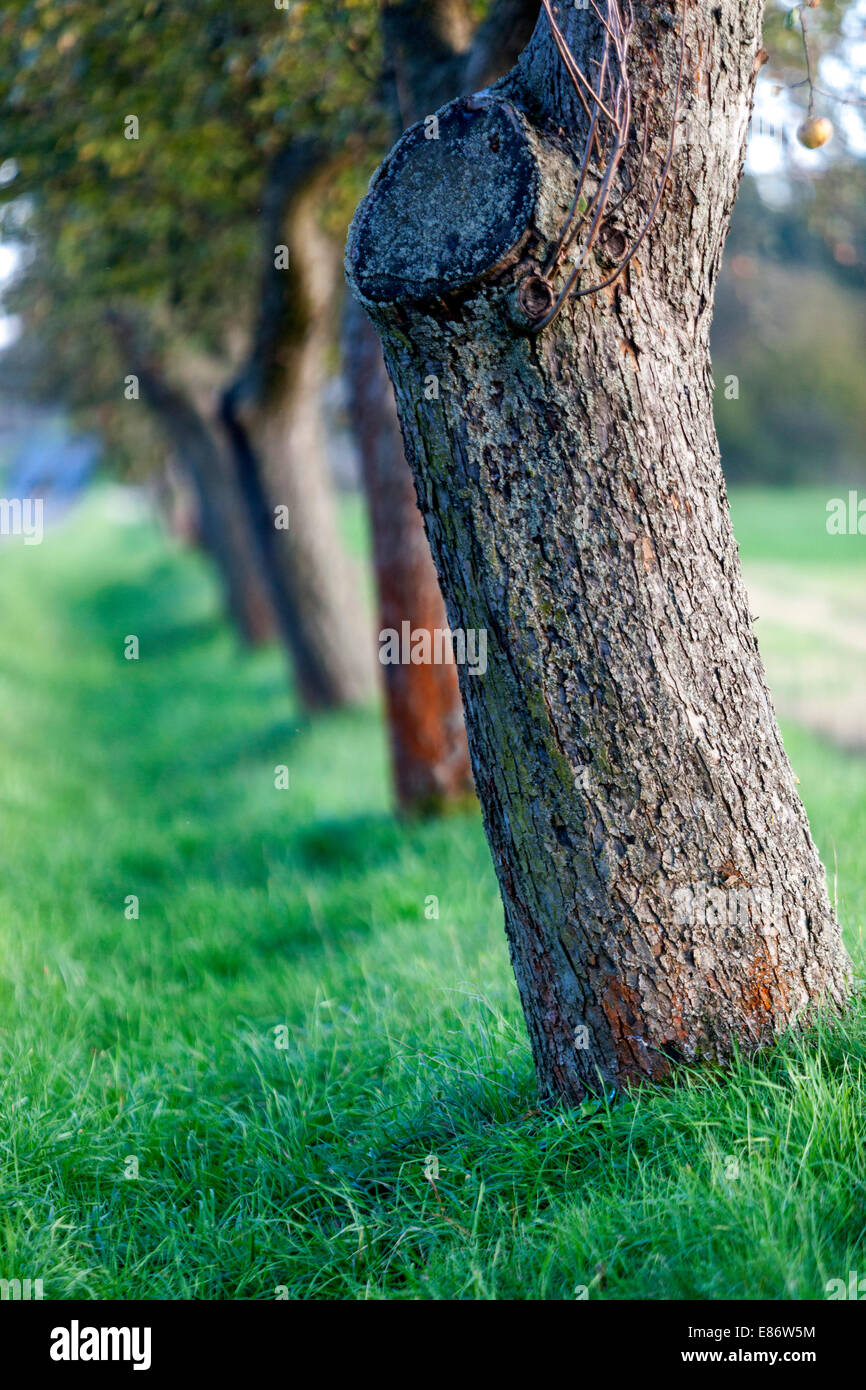 Old apple tree hi-res stock photography and images - Alamy