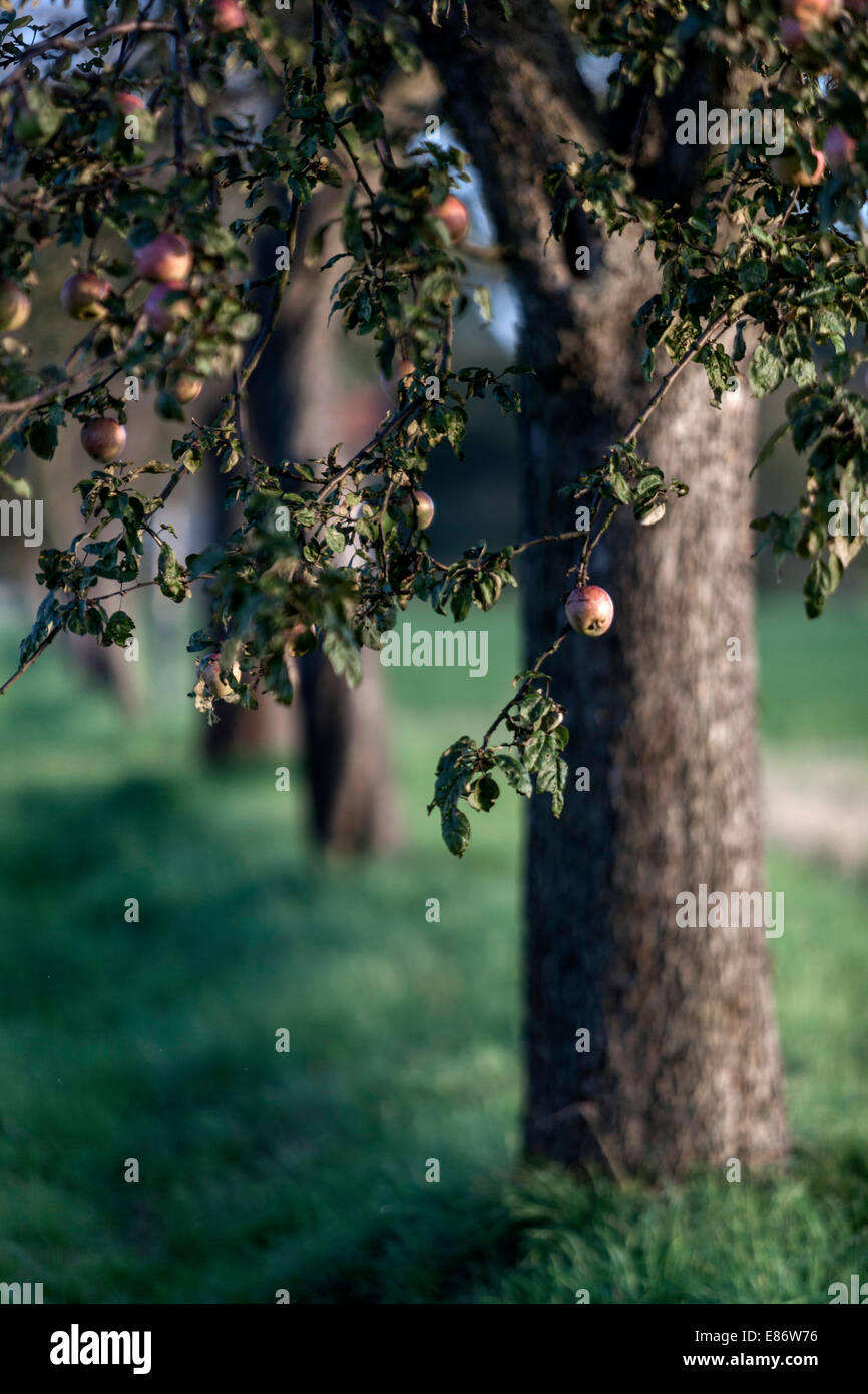 Apple tree autumn season hi-res stock photography and images - Alamy