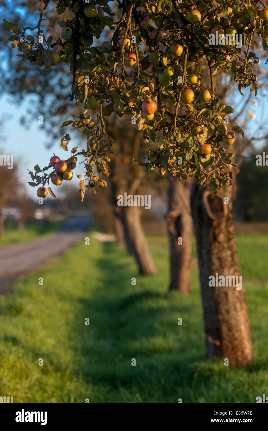 Old apple tree trees hi-res stock photography and images - Alamy