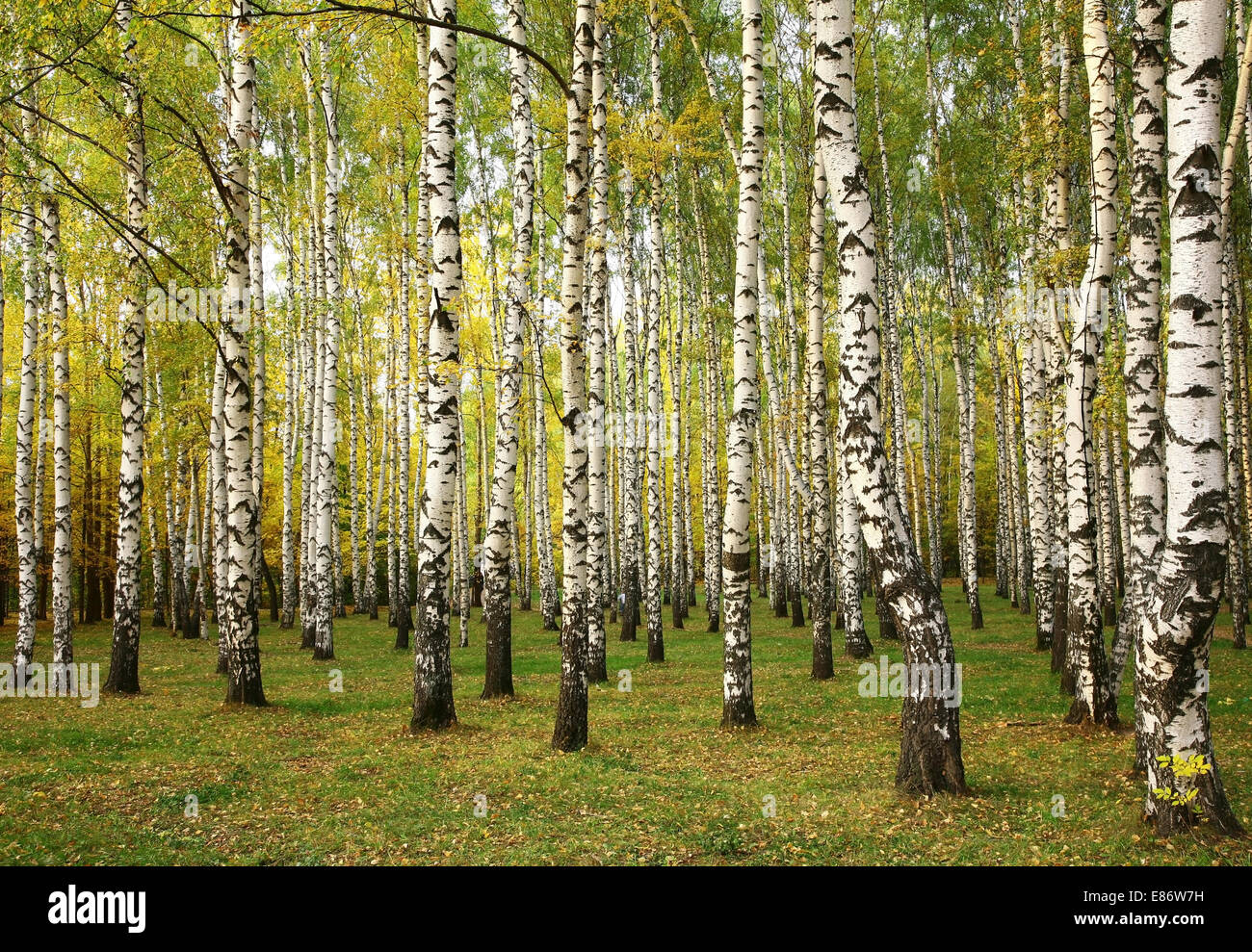 Sunny landscape birch trees hi-res stock photography and images - Alamy